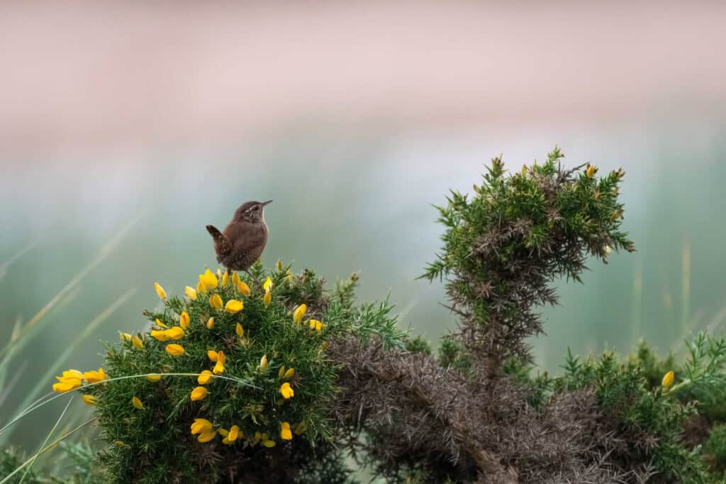 About us | Environment Bank | The biodiversity experts | Leading BNG ...