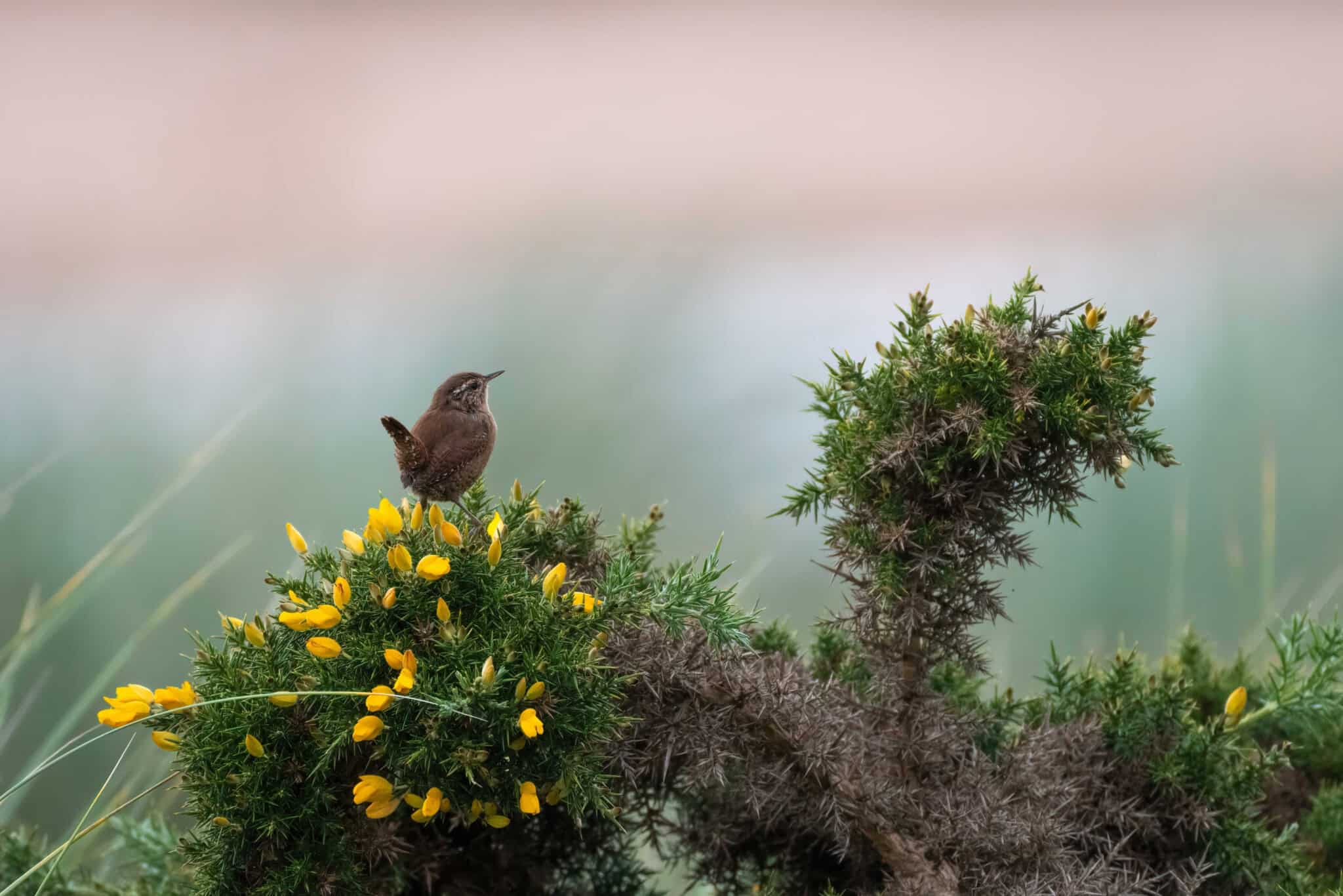 About us | Environment Bank | The biodiversity experts | Leading BNG ...