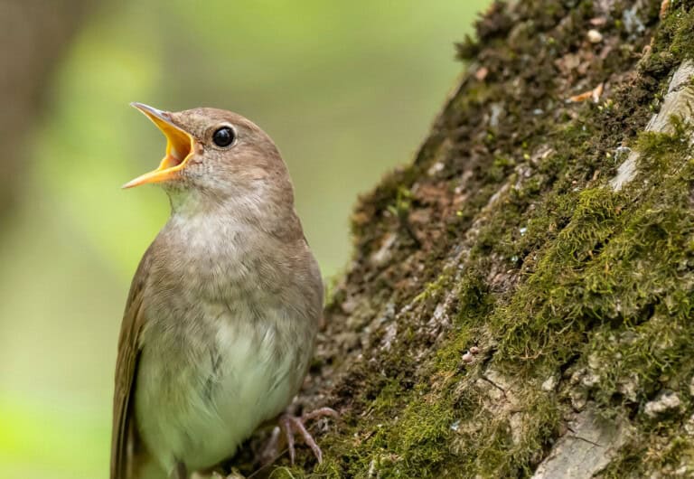 Biodiversity Unit enquiry form | Get a BNG Unit quote | Environment Bank