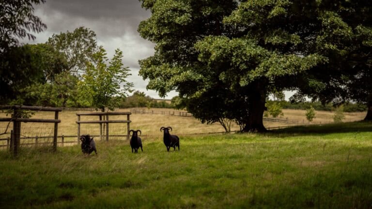 The UK's BNG journey | Environment Bank | The biodiversity experts