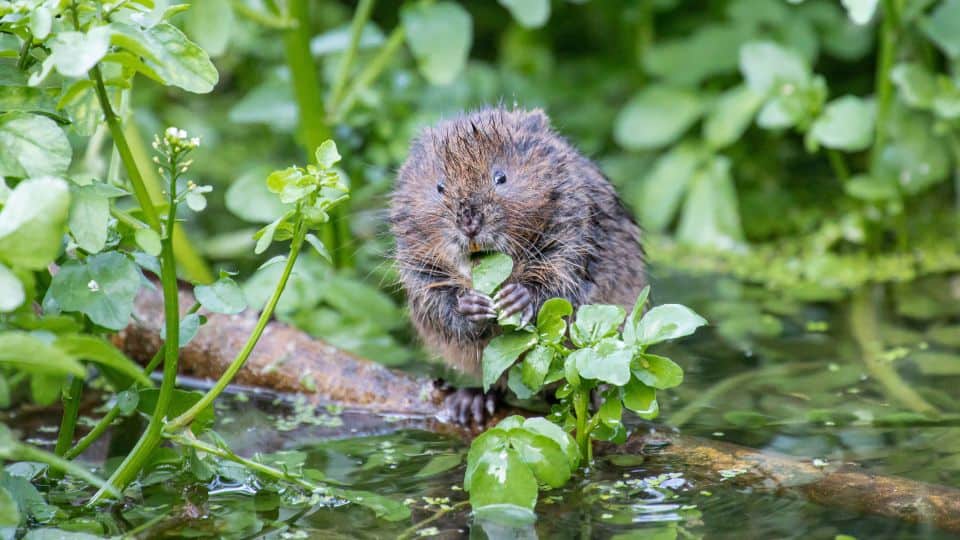 National water vole survey launches | Environment Bank