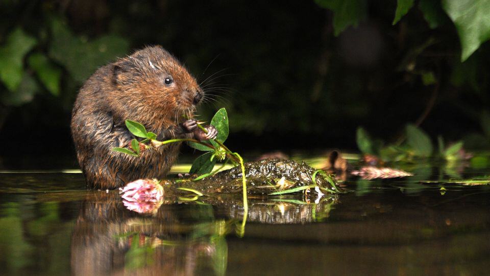 National water vole survey launches | Environment Bank